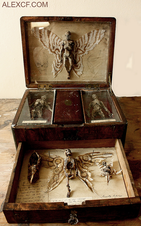 Το Μυστηριώδες Merrylin Cryptid Museum | The Weird Side Daily