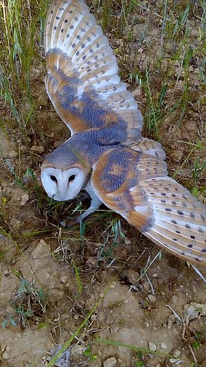 Τυτώ: Ο Προάγγελος του Θανάτου | The Weird Side Daily